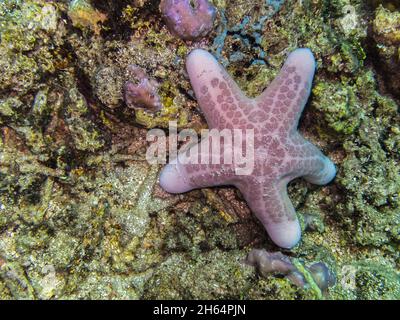 big sea star on coral at sea bottom Stock Photo - Alamy