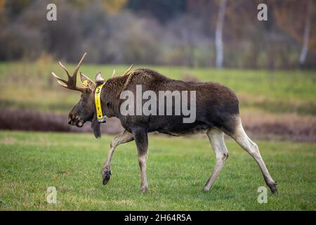 Dobbrikow, Germany. 09th Nov, 2021. A moose stands in a meadow. For ...