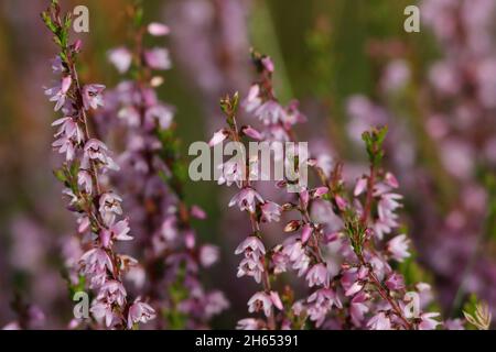 Ling Heather, Calluna Vulgaris, Lammermuir Hills, East Lothian ...