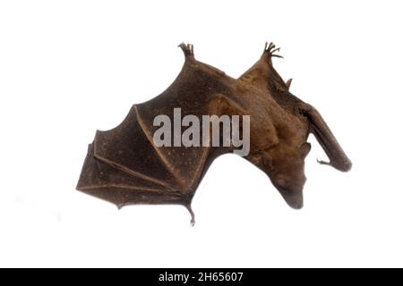 Young flying Fox on white background isolated Stock Photo - Alamy