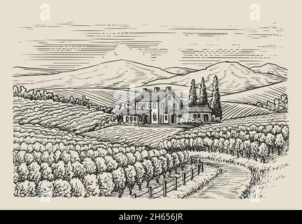 summer landscape, Provence, grape vine, Vineyard, hand drawn vector illustration realistic ...