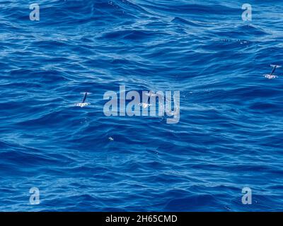 Flying squid, in the family Ommastrephidae, while crossing the Atlantic ...