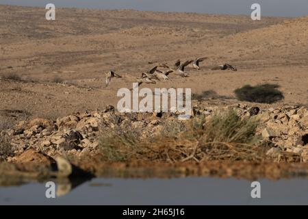 Crowned sandgrouse Flying after drinking water in a desert spring Stock ...