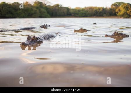 Closeup caimans smiling while floating in the water Stock Photo - Alamy
