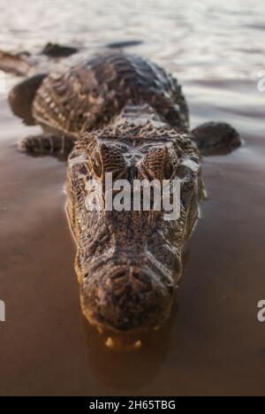 Closeup caimans smiling while floating in the water Stock Photo - Alamy