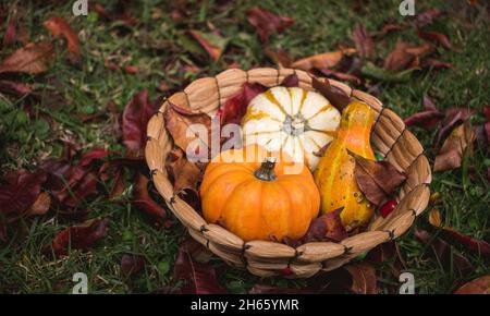 Fall autumn gourds, mini pumpkin, zapallo in basket with fallen leaves ...