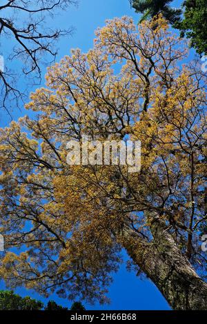 Mahogany (Swietenia macrophylla) in tropical rainforest Stock Photo - Alamy