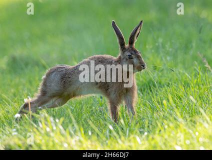 A wild Brown Hare stretching out his paws in the wildflower meadows ...