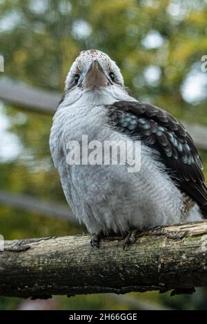 Close-up of a seagull perched on a metal fence Stock Photo - Alamy