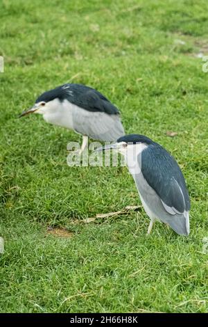 A heron bird on green grass Stock Photo - Alamy