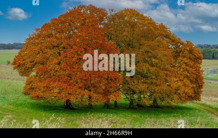 Beautiful old copper beech (Fagus sylvatica purpurea) in a lawn Stock ...