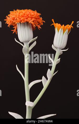 Succulent plant: Senecio cephalophorus Stock Photo - Alamy