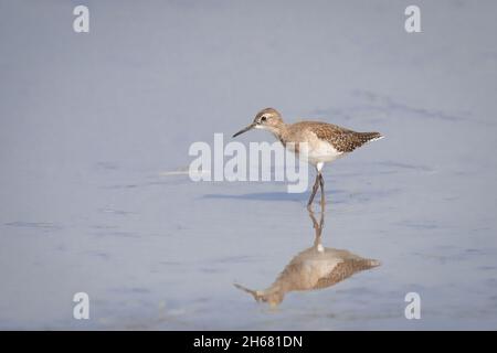The wood sandpiper is a small wader. This Eurasian species is the ...