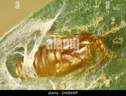 Australian case moth cocoon Stock Photo - Alamy