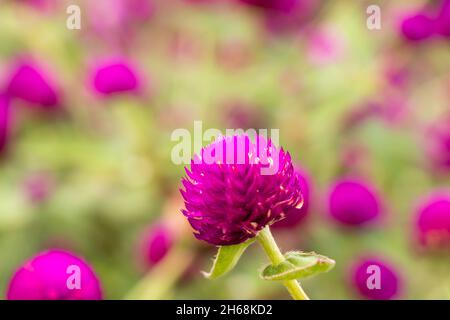 Violet color globe amaranth with blurred background Stock Photo - Alamy