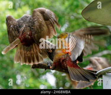 The Kaka (Maori: kākā) is a large parrot belonging to the nestorinae ...