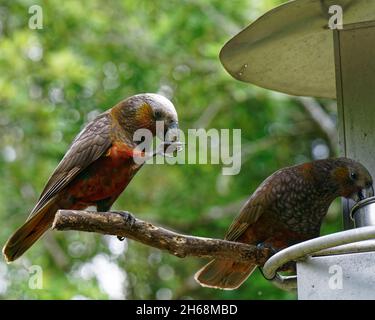 The Kaka (Maori: kākā) is a large parrot belonging to the nestorinae ...