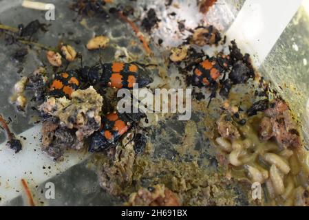 Carrion beetles Nicrophorus burying in rotten meat carcass Stock Photo ...