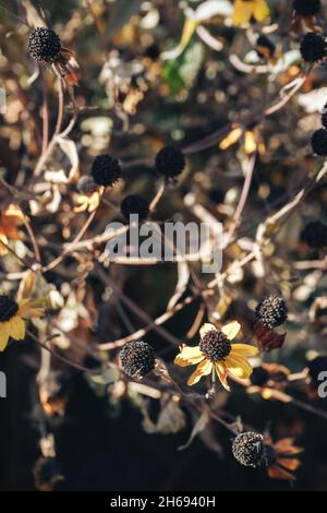 Beautiful faded Black-Eyed Susans flower on a garden and bokeh ...