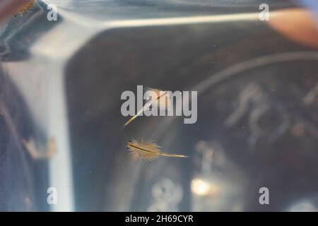 Artemia or Artemia salina is a genus of aquatic crustaceans also known ...