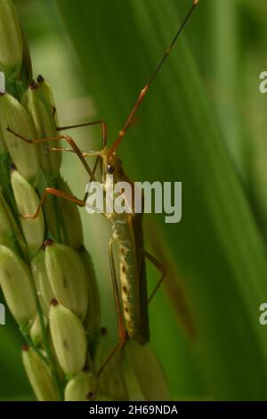 Rice or Paddy Bug Leptocorisa sp feeds on Stock Photo - Alamy