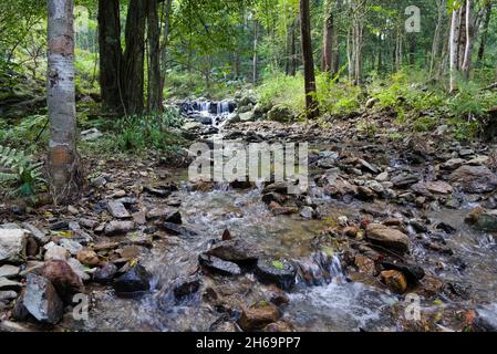 Small stream in the forest. A transparent wavy water of small rivulent ...