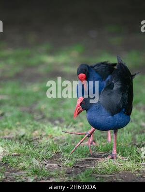 Baby Pukeko Australasian swamphen at Western Springs park Stock Photo ...