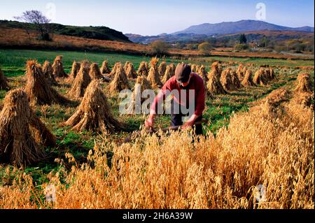 Traditional corn farming Donegal Ireland Stock Photo - Alamy