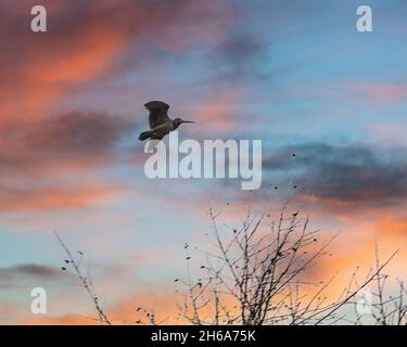 Woodcock (Scolopax rusticola) roding at dusk, Cambridgeshire, England ...