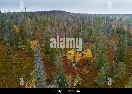 A view to autumnal taiga forest next to a hill in Riisitunturi National ...