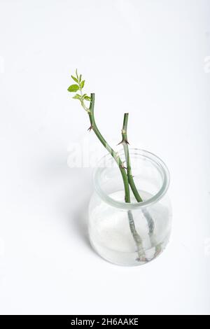 part of the stem roses with thorns isolated on white background Stock ...