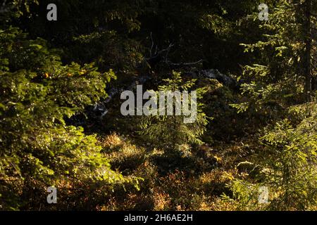 A lonely small European Spruce tree, Picea abies in the middle of dark ...