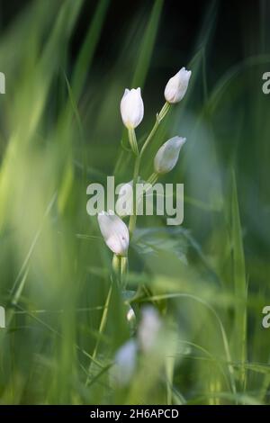 White helleborine (Cephalanthera damasonium), Bavaria, Germany Stock ...
