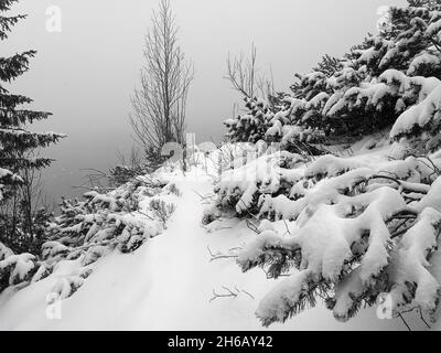 A grayscale shot of a woody landscape covered with dry leaves, autumn ...