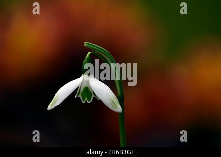 Galanthus elwesii November Queen Spot,snowdrop,flower,early,white ...