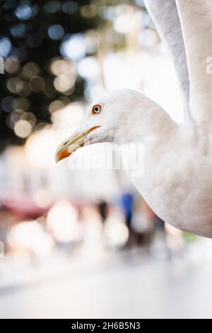 White seagul bird with big winspread close-up Stock Photo - Alamy