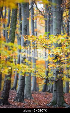 Deciduous Beech trees in Sherwood Forest, Nottinghamshire, England, UK ...