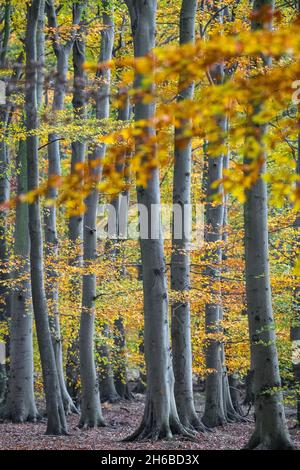 Deciduous trees in Sherwood Forest, Nottinghamshire, England, UK Stock ...