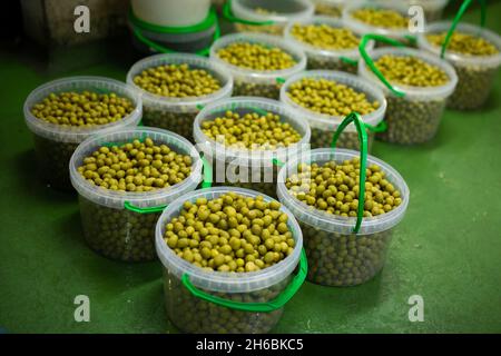 Open plastic buckets with fresh ripe olives in factory warehouse Stock ...