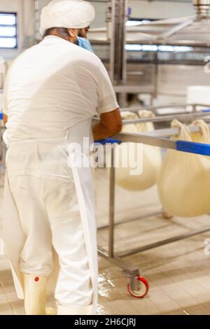 Parmesan Rarmigiano Reggiano italian cheese manufacturing at dairy farm ...