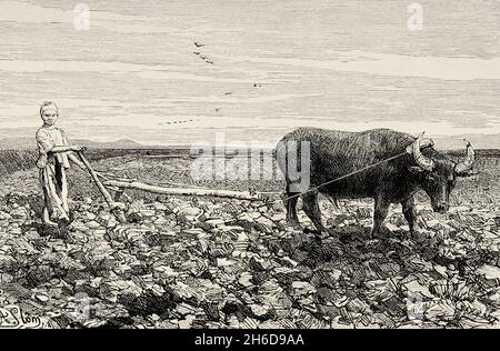 agriculture,farm labour,field,plough with span of oxen,after Anglo ...