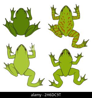 Frogs. Animal set of wild nature amphibian breeds decent vector ...