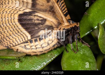 Owl Moth, Brahmaea wallichii, Brahmaeidae, Lepidoptera. South-east Asia ...