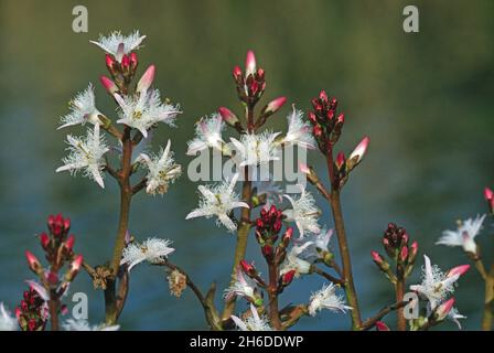 bogbean, buckbean (Menyanthes trifoliata), inflorescences, Germany ...