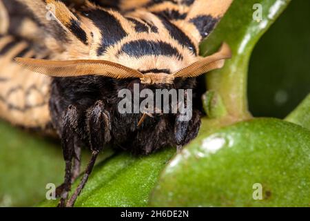 owl moth (Brahmaea wallichii), sits on a succulent, portrait Stock ...