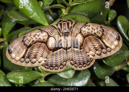 owl moth (Brahmaea wallichii), sits on a succulent, portrait Stock ...