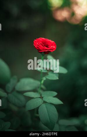 Background love and romantic. Selective focus. valentine Stock Photo ...