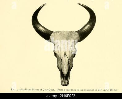 Gaur (Indian bison) skull with horns and bones in Periyar wildlife ...