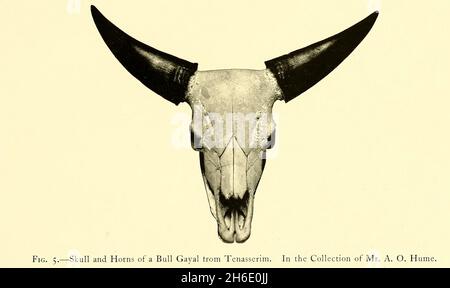 Gayal (Bos frontalis), also known as mithun in Myanmar, is a large ...