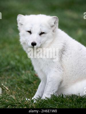 A closeup of an adorable fluffy Arctic fox sitting next to a tree in a ...